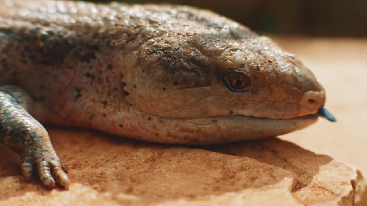 Blue-tongued Lizard,also Known As... - Stock Video | Motion Array