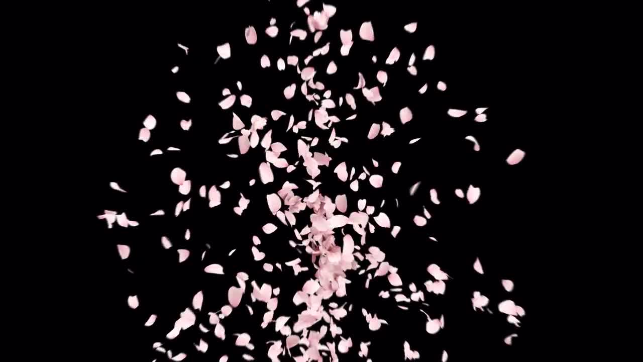 Cherry Blossom Petals Explosion On Alpha - Stock Motion Graphics | Motion Array