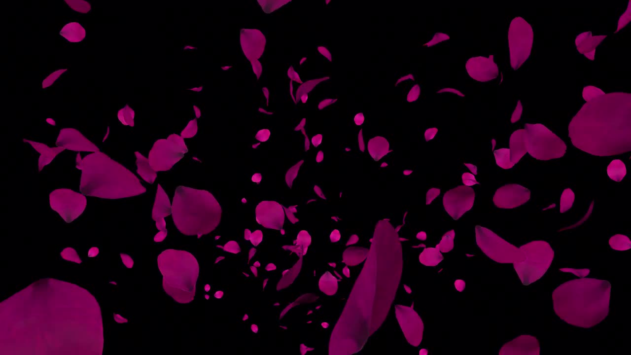 Flying Flower Petals On Alpha - Stock Motion Graphics | Motion Array