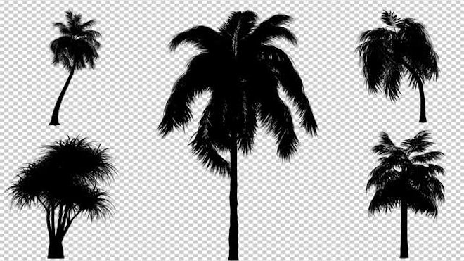 Palm Trees Swaying Pack - Stock Motion Graphics | Motion Array