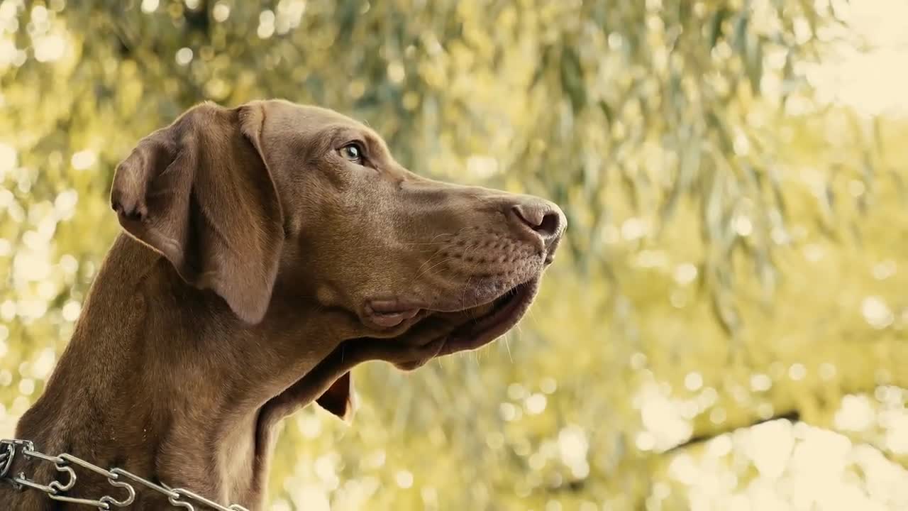 Dog Under Tree - Stock Video | Motion Array