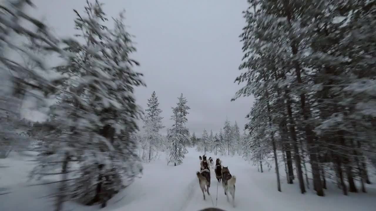 Huskies Pulling Sled - Stock Video | Motion Array