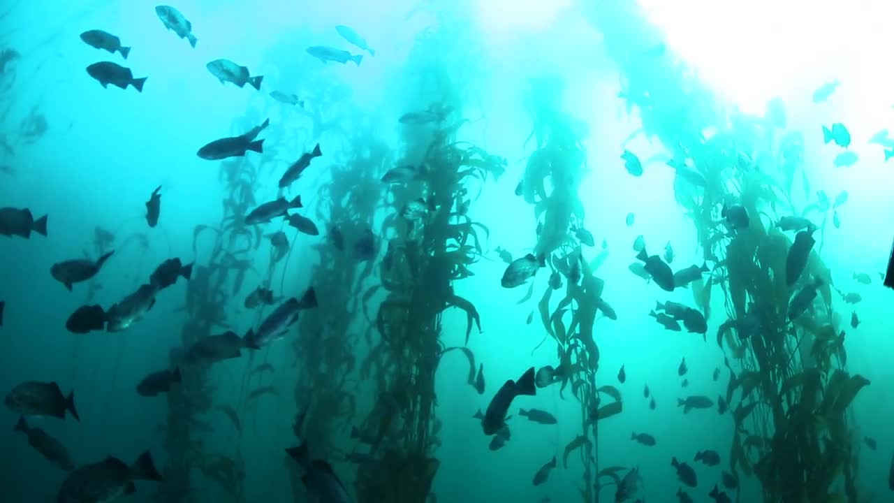 Kelp Forest With Small Fish - Stock Video | Motion Array
