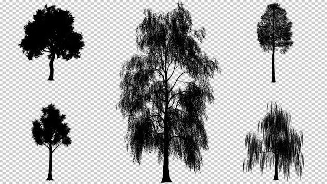 Deciduous Trees Pack - Stock Motion Graphics | Motion Array