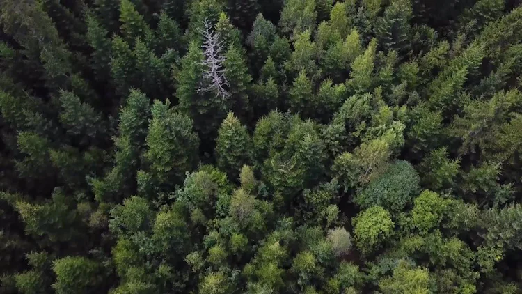 Pine Forest Aerial Top View - Stock Video | Motion Array