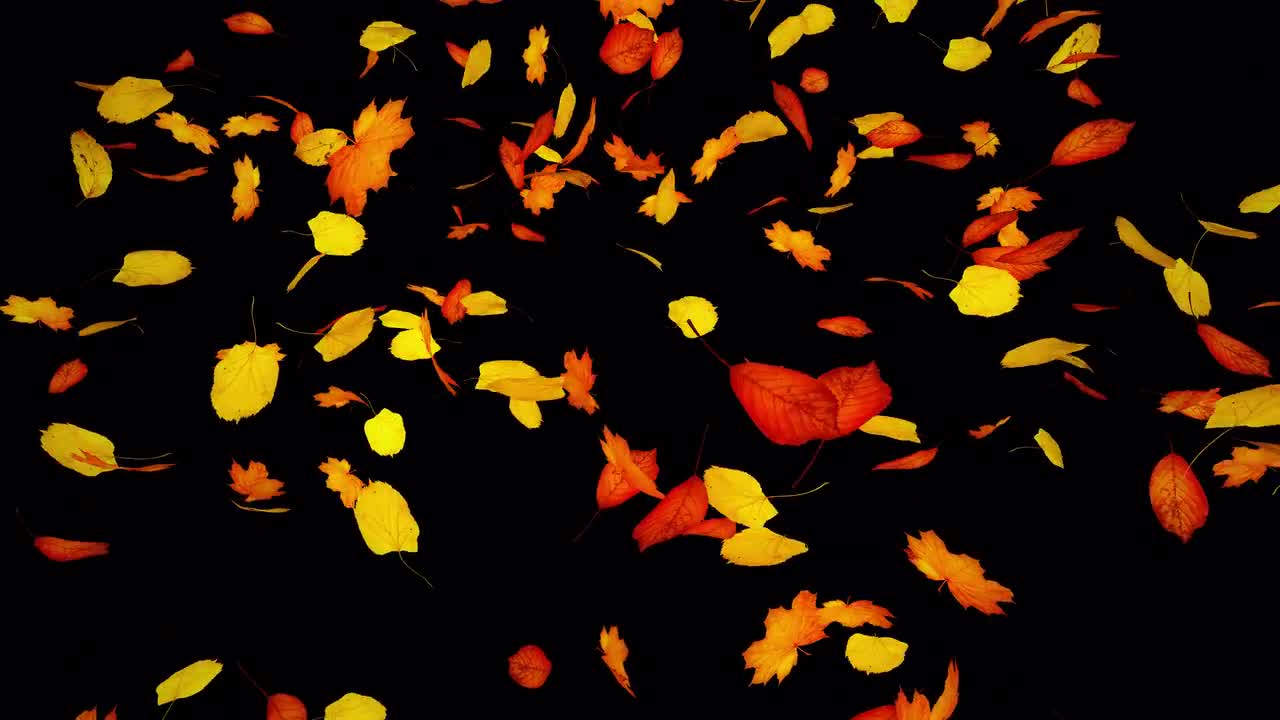 Swirling Autumn Leaves Loop - Stock Motion Graphics | Motion Array
