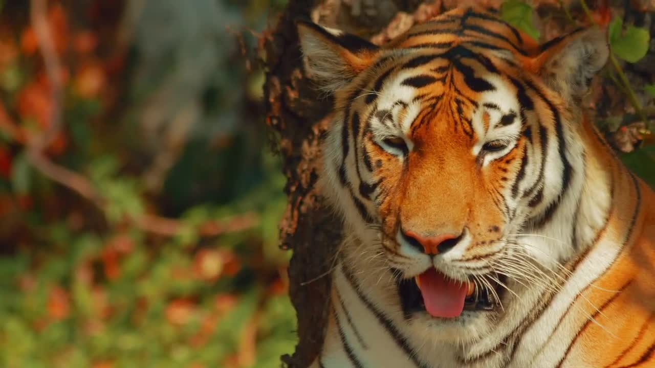 Siberian Tiger Facing The Camera - Stock Video | Motion Array