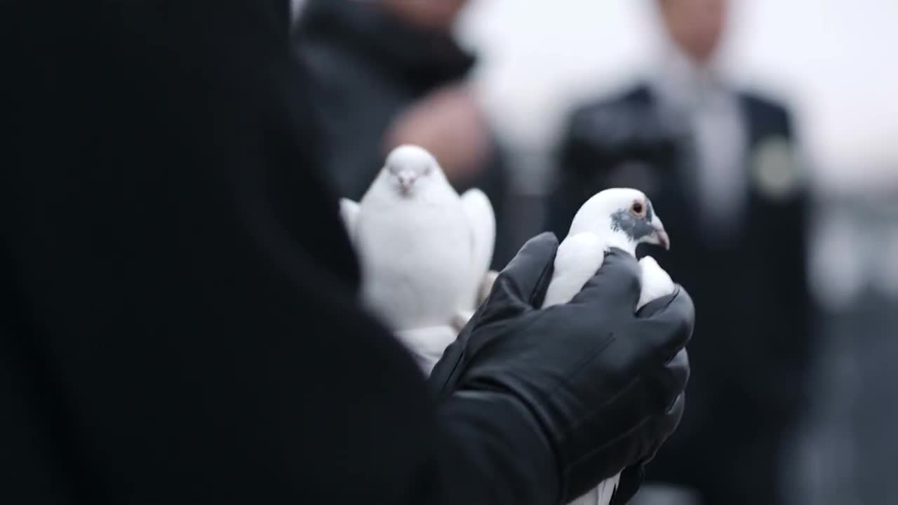 Two Doves Being Held - Stock Video | Motion Array