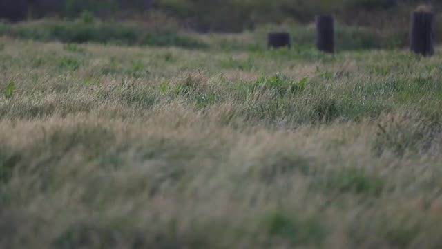 Tall Grass Blowing In Wind Stock Video Motion Array
