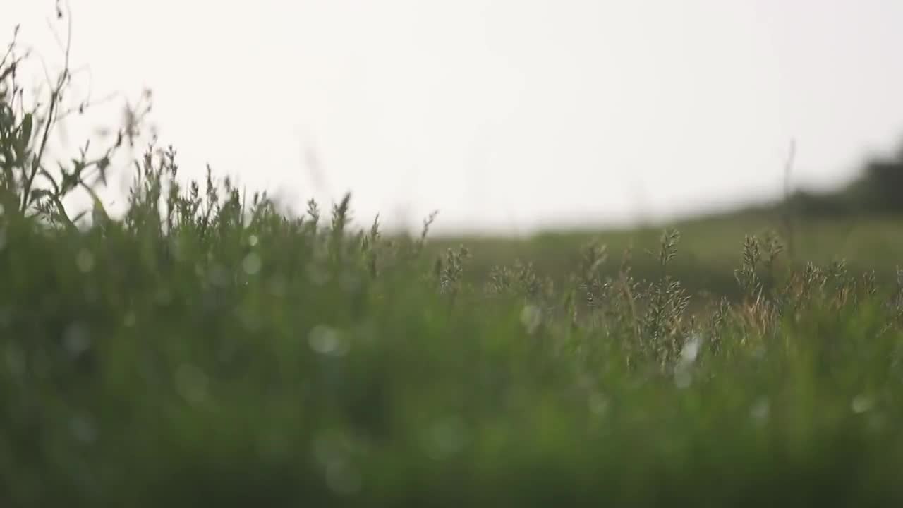 Windy Grassy Field - Stock Video | Motion Array