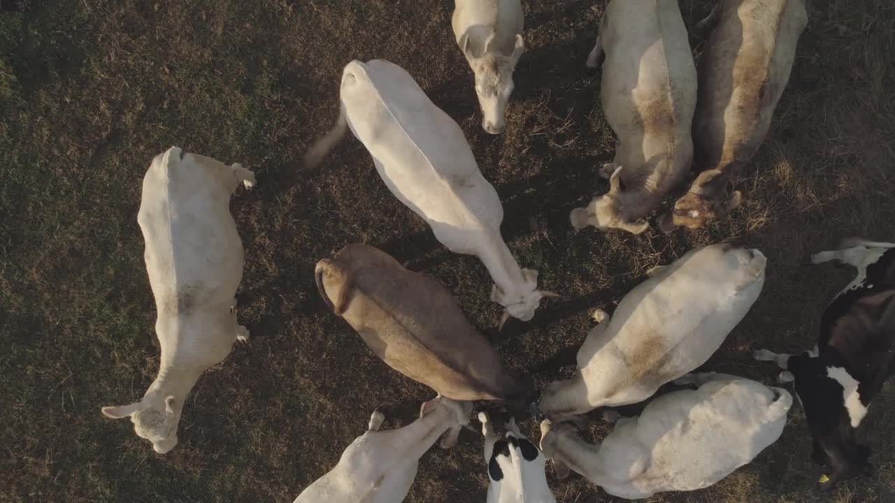Cows Overhead Aerial - Stock Video | Motion Array