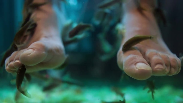 Fish Spa Feet Exfoliation Treatment - Stock Video | Motion Array
