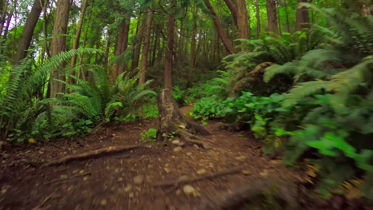 Hiking Through Forest POV - Stock Video | Motion Array