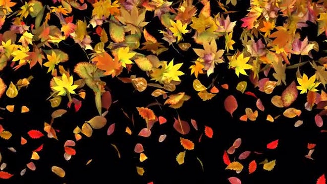 Autumn Leaves Falling - Stock Motion Graphics | Motion Array