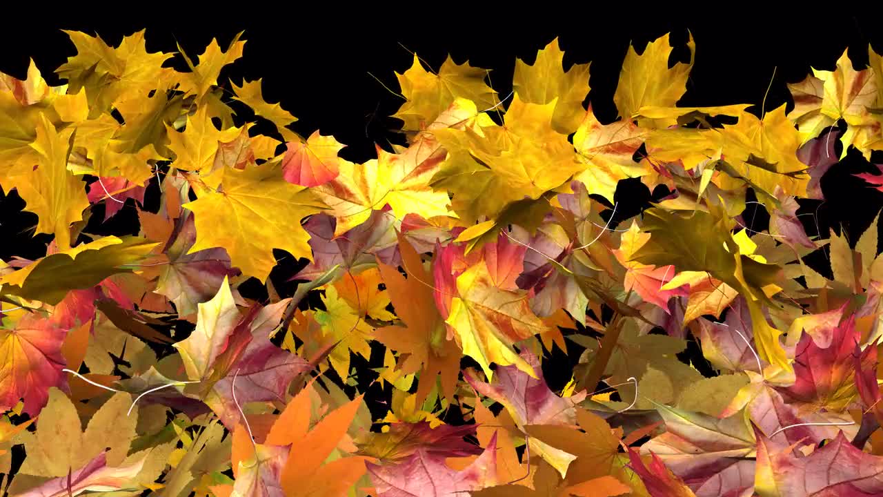 Autumn Leaves Fall Transition - Stock Motion Graphics | Motion Array