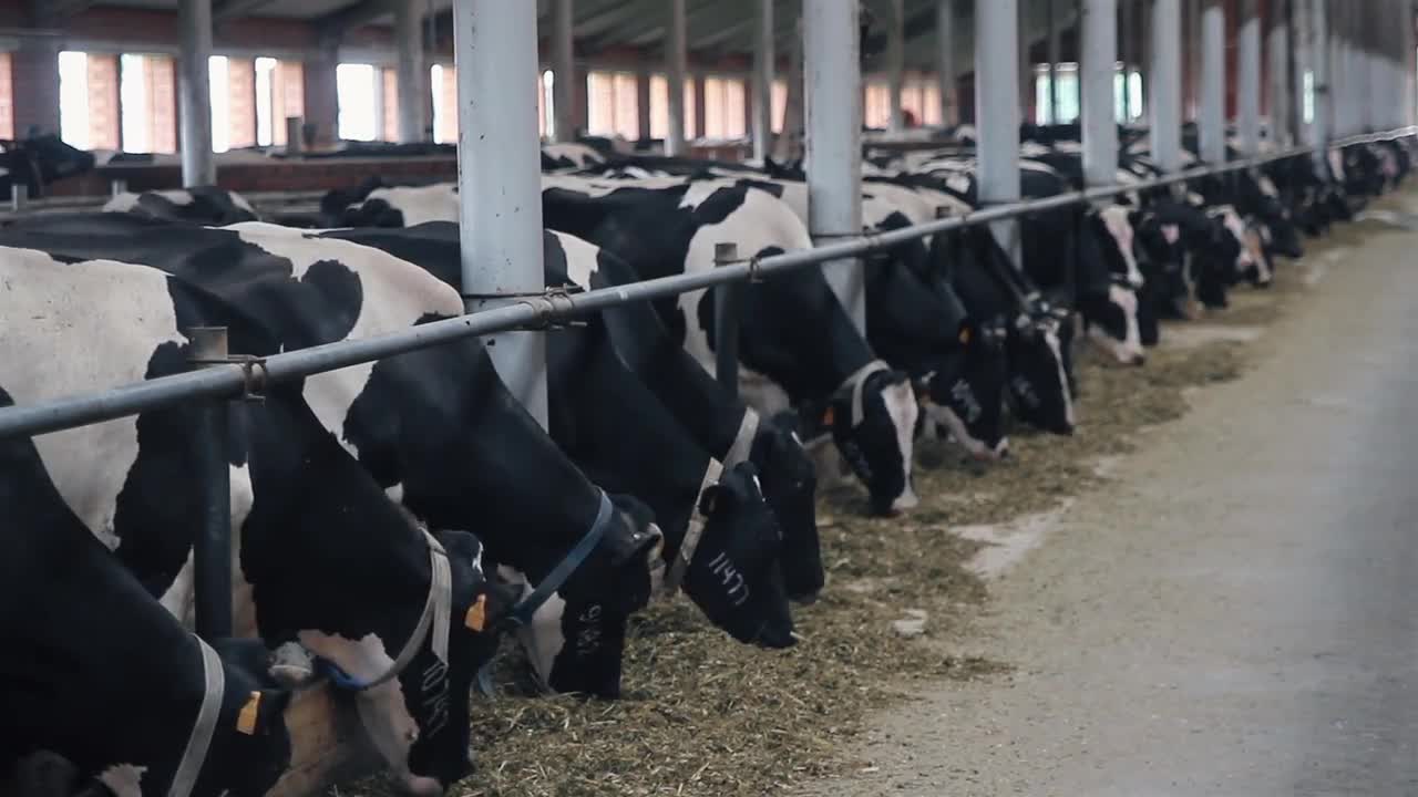 Cows Feeding On Fodder - Stock Video | Motion Array