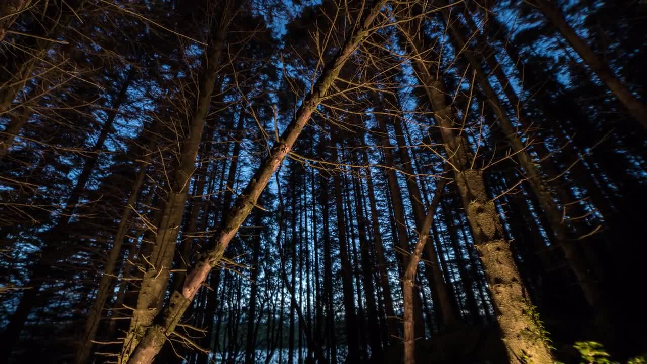 Pine Trees Illuminated At Night - Stock Video | Motion Array