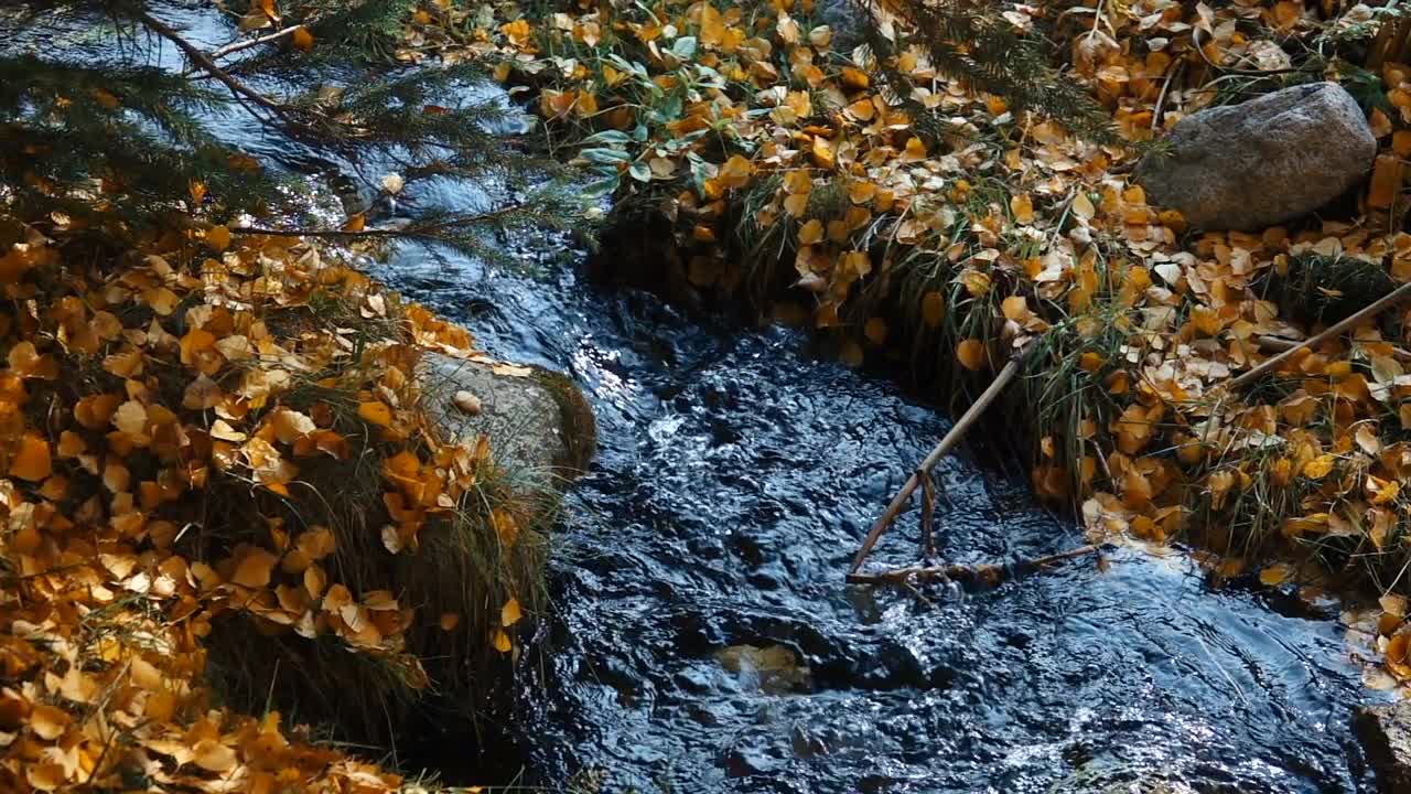 Stream Flows Through Autumn Leaves - Stock Video | Motion Array