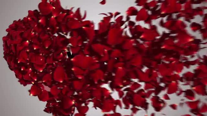 Heart Rose Petals Message Reveal - Stock Motion Graphics | Motion Array