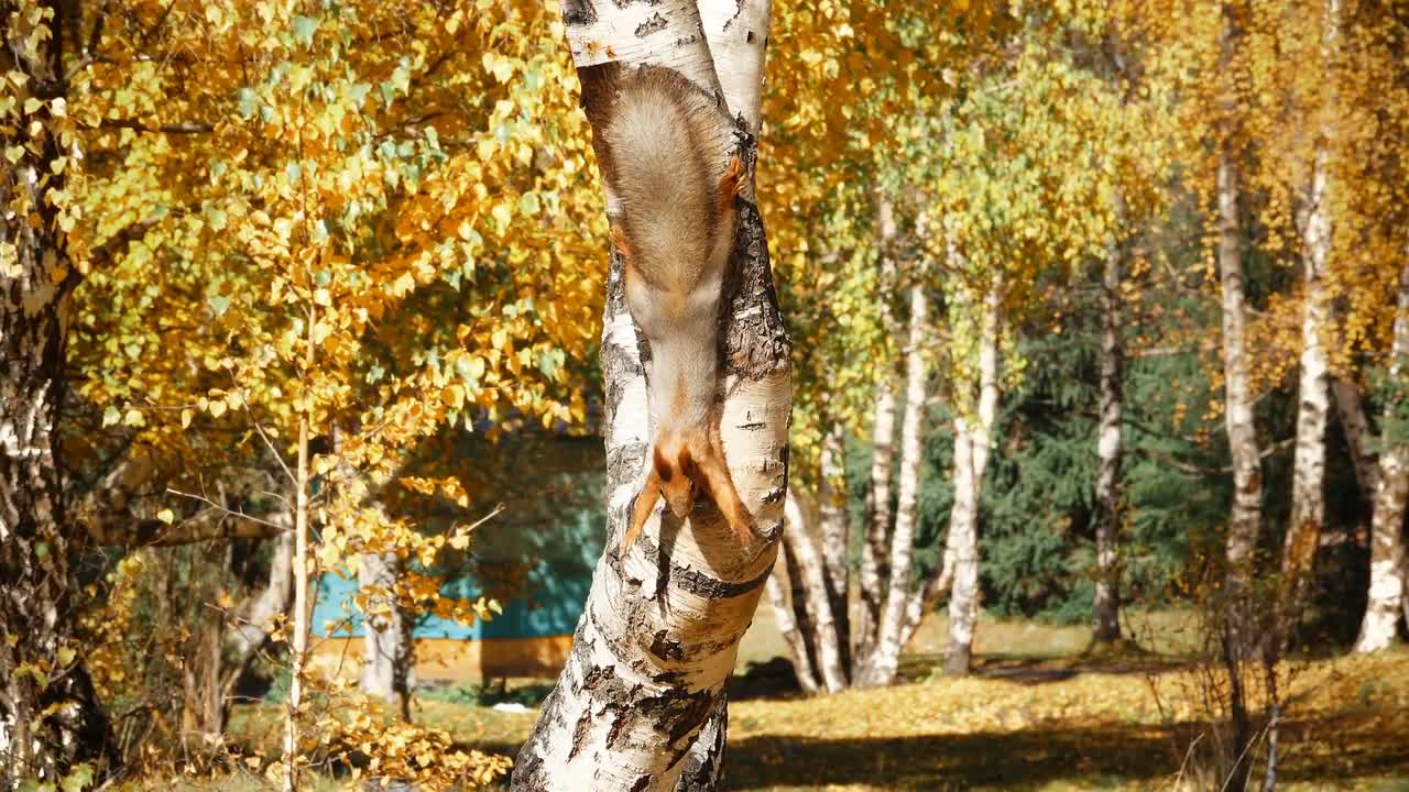 Squirrel Crawling On Tree Trunk - Stock Video | Motion Array