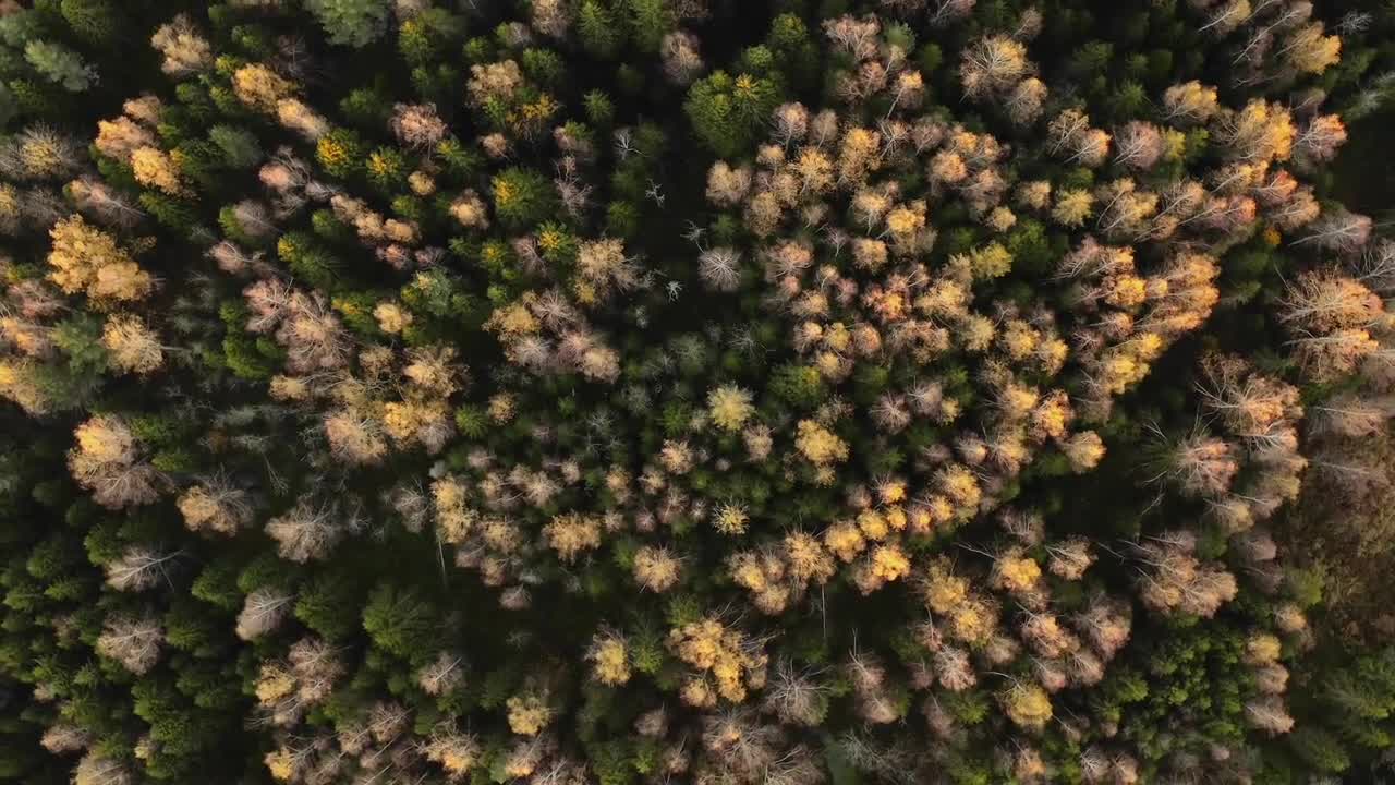 Overhead Shot Of Autumn Forest - Stock Video | Motion Array
