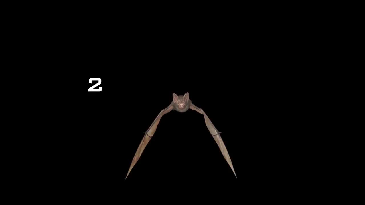 Flying Bat Pack - Stock Motion Graphics | Motion Array