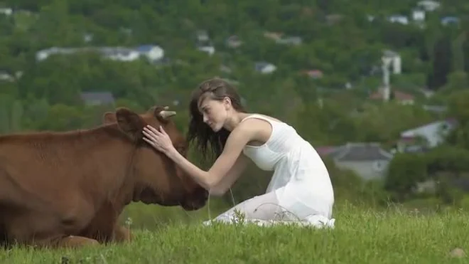 Girl Petting Cow - Stock Video | Motion Array