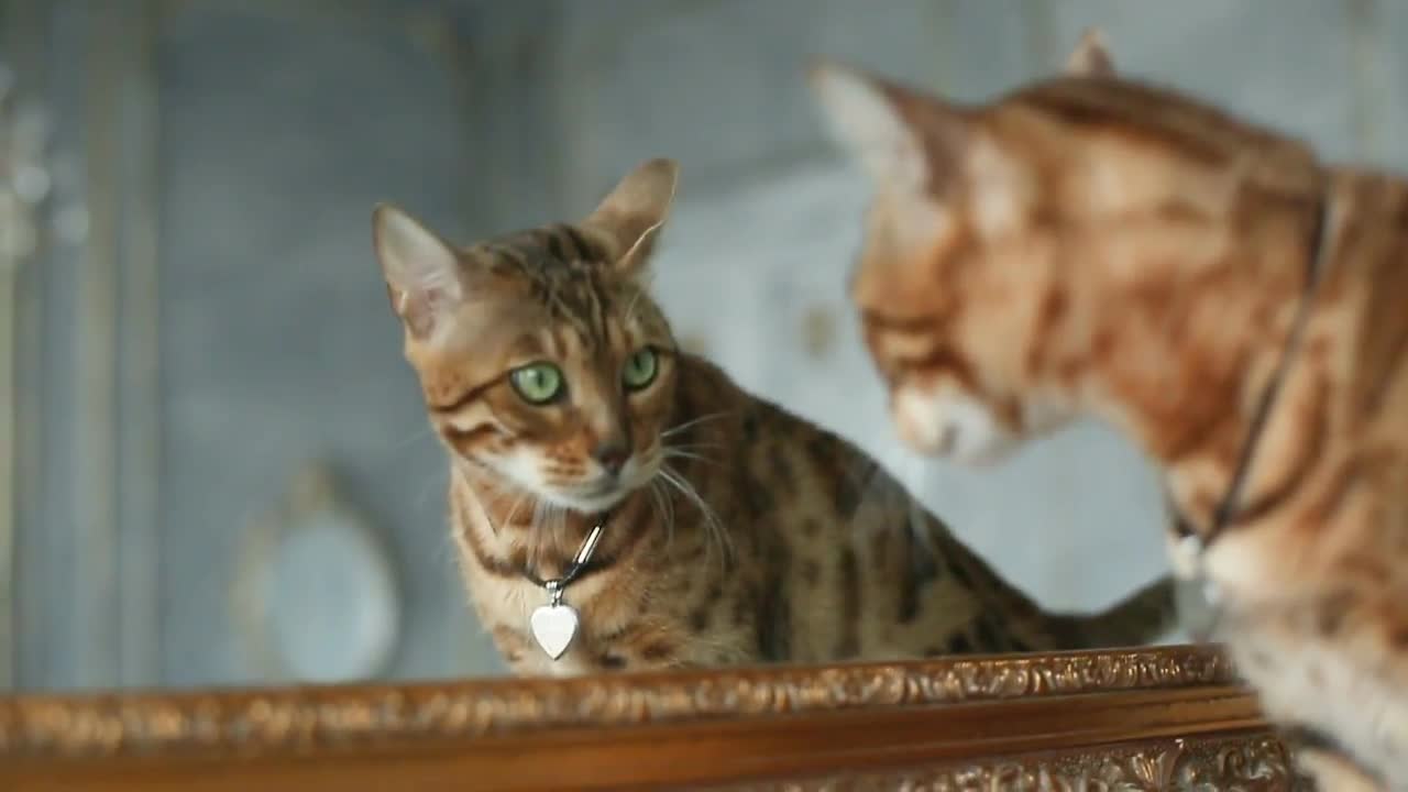 Cat Looking In Mirror - Stock Video | Motion Array