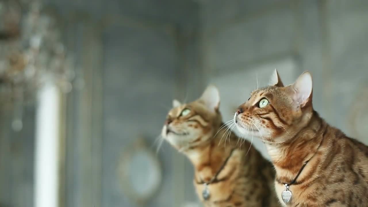 Mirrored Cat - Stock Video | Motion Array