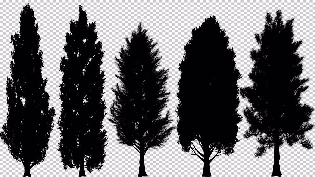 Slender Fir Trees Pack - Stock Motion Graphics | Motion Array