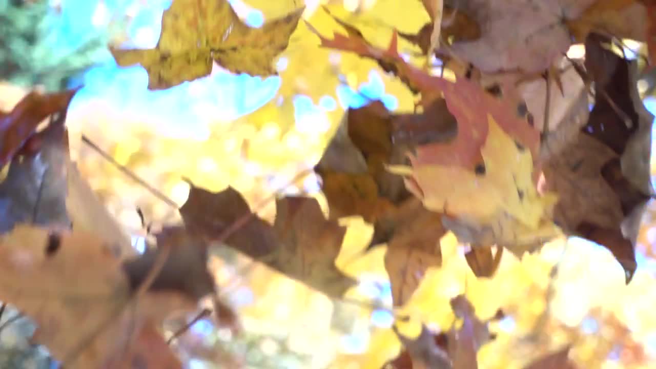 Leaves Falling In Slow Motion - Stock Video | Motion Array