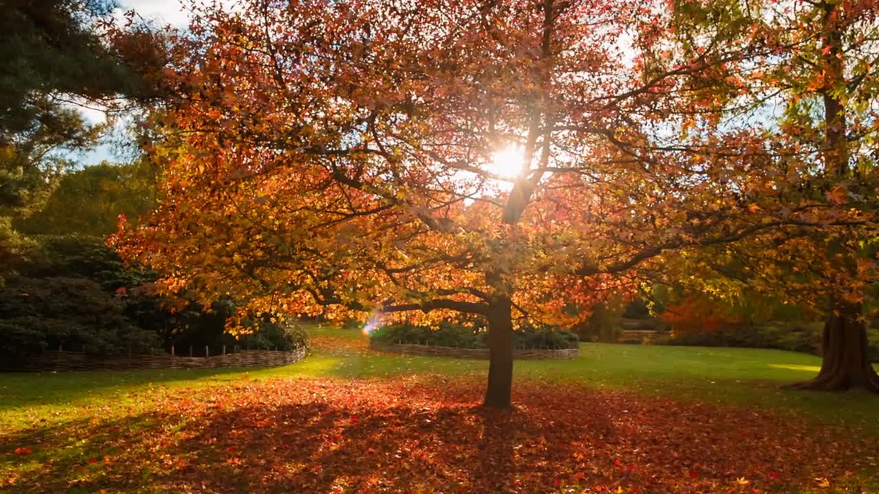 Large Oak Tree During Sunset - Stock Video | Motion Array