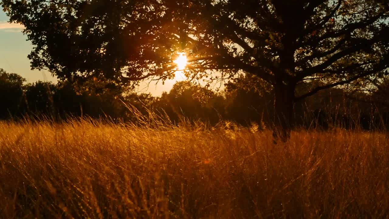Fields Of Gold - Stock Video | Motion Array