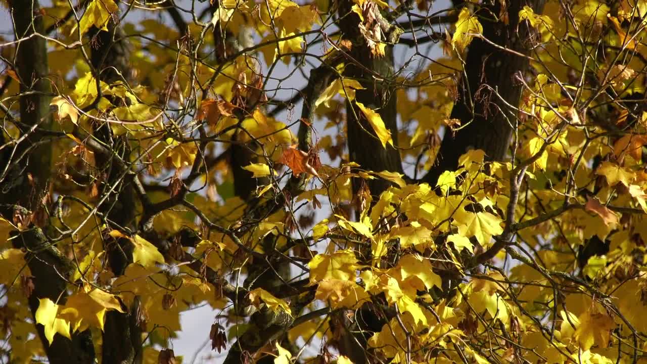 Yellow Maple Tree Leaves - Stock Video | Motion Array