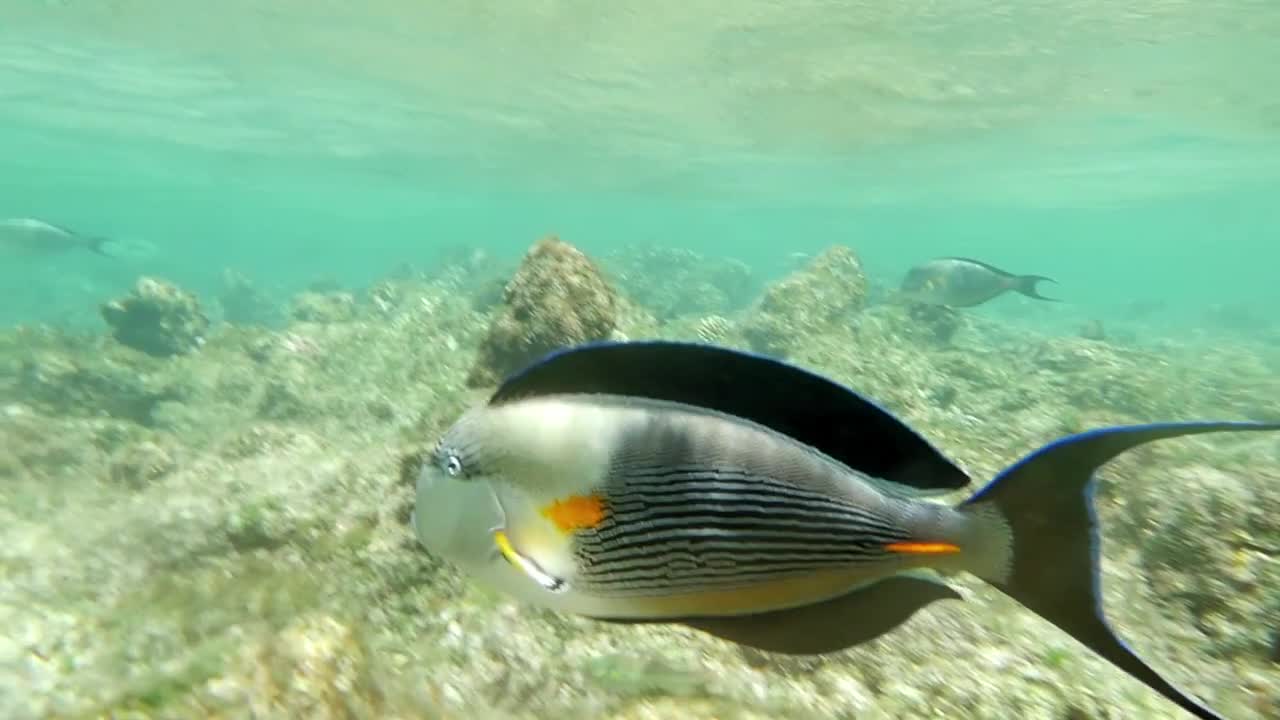 Surgeon Fish - Stock Video | Motion Array