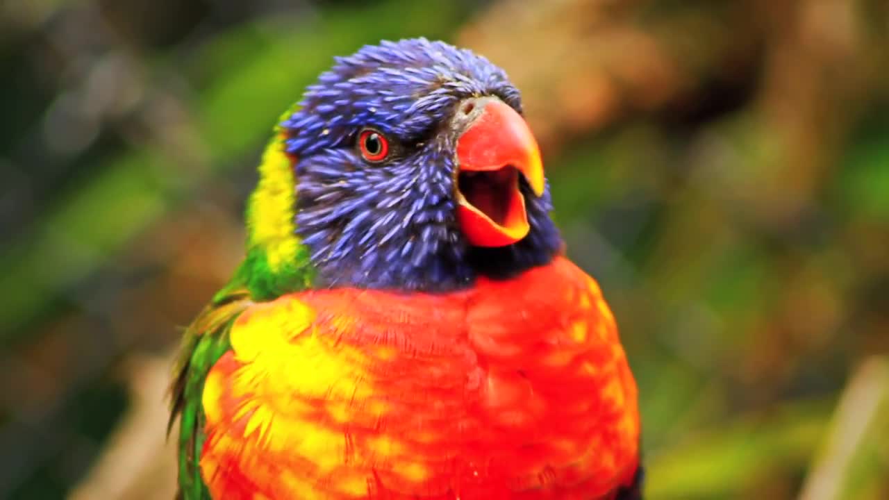 Rainbow Lorikeet Parrot - Stock Video | Motion Array