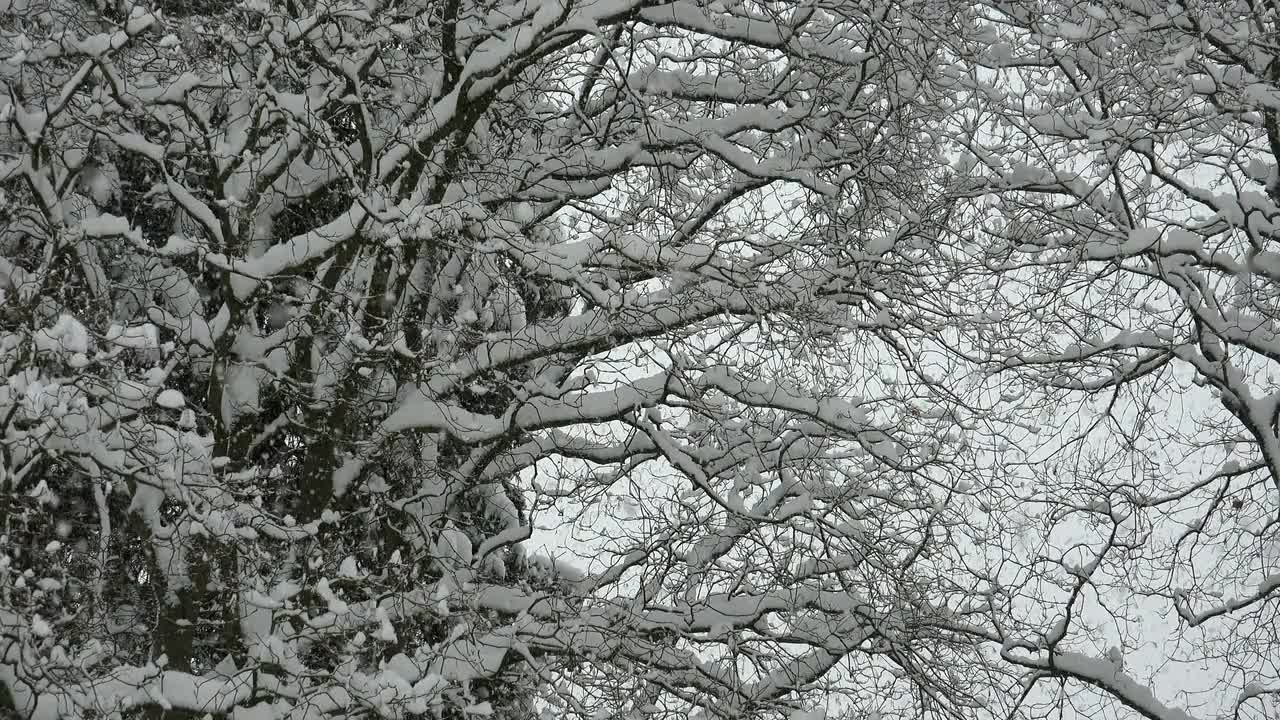 Snow Falling On Trees - Stock Video | Motion Array