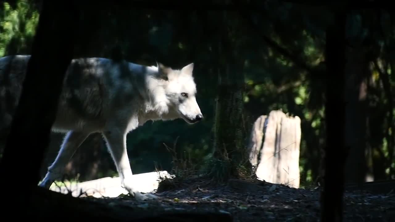 Wolf Walking Around During Daytime - Stock Video | Motion Array