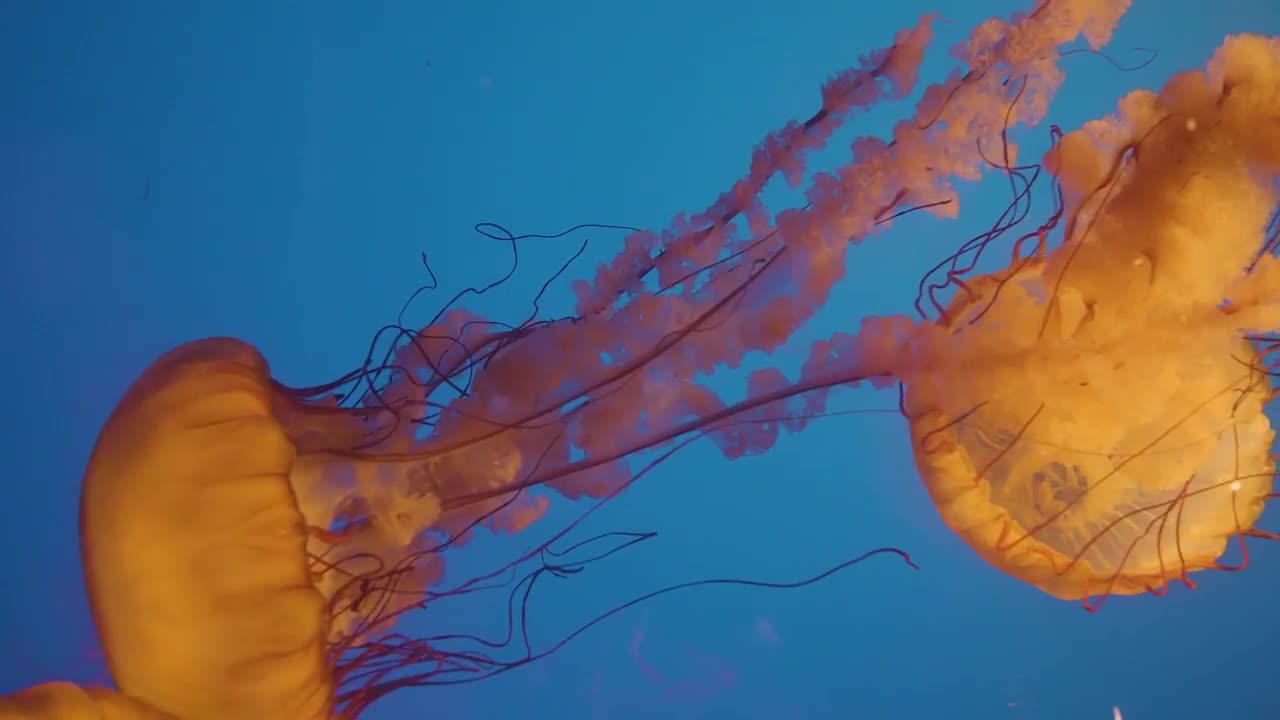 Two Jellyfish Drifting Through Water - Stock Video | Motion Array