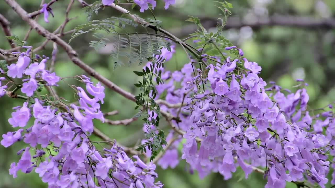 Jacaranda Branch With Purple Flowers - Stock Video | Motion Array