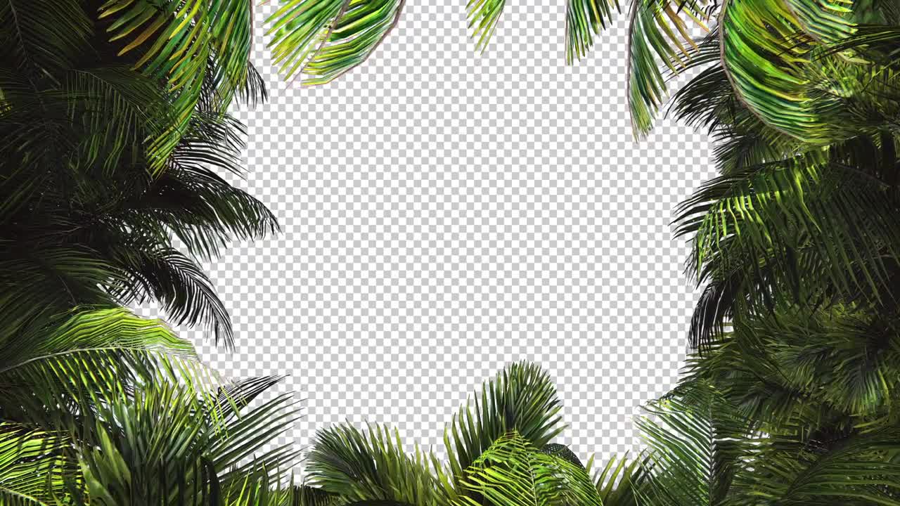 Palm Tree Branches Frame - Stock Motion Graphics | Motion Array