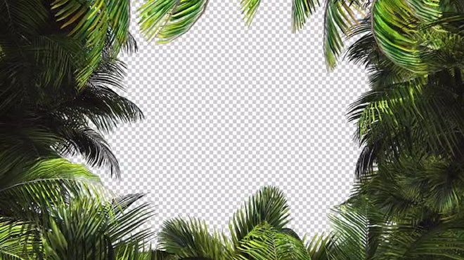 Palm Tree Branches Frame - Stock Motion Graphics | Motion Array