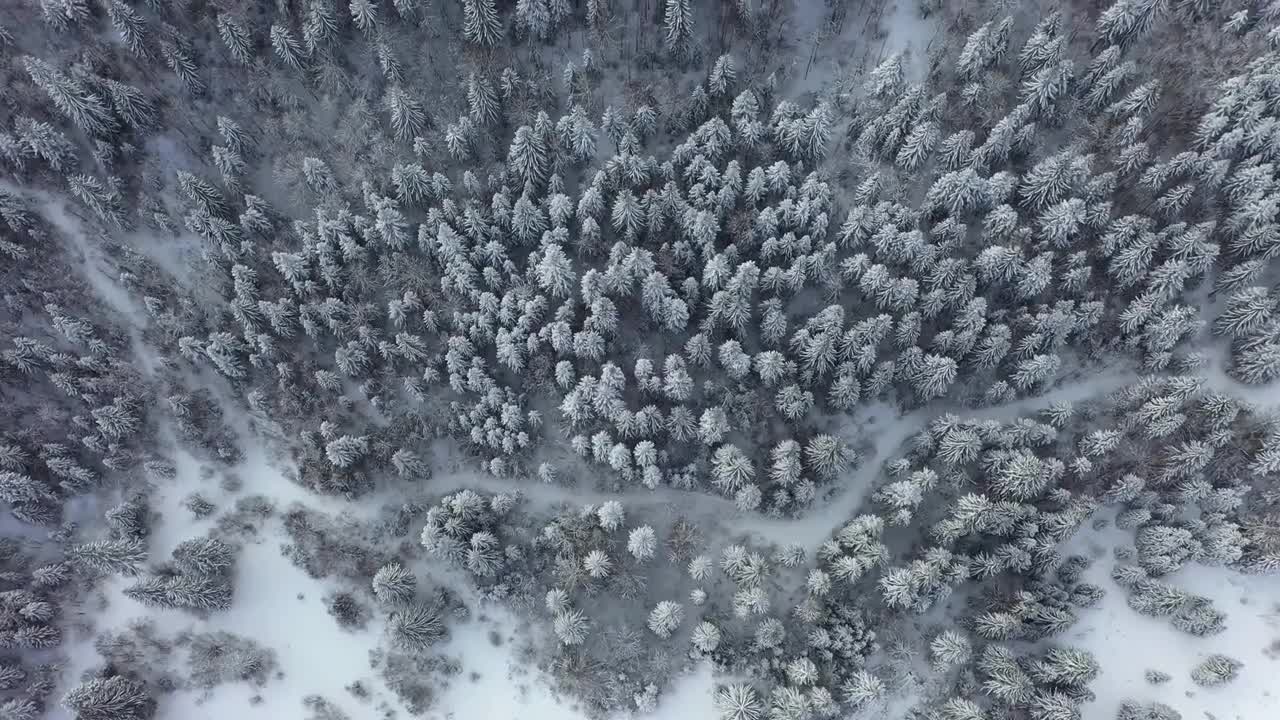 Overhead Shot Of Snowy Forest - Stock Video | Motion Array