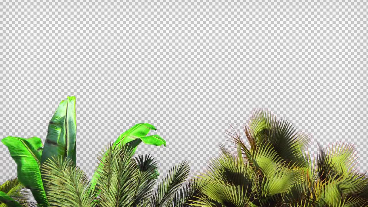 Tropical Plants Cut-out Overlay - Stock Motion Graphics | Motion Array
