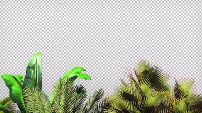 Tropical Plants Cut-out Overlay - Stock Motion Graphics | Motion Array