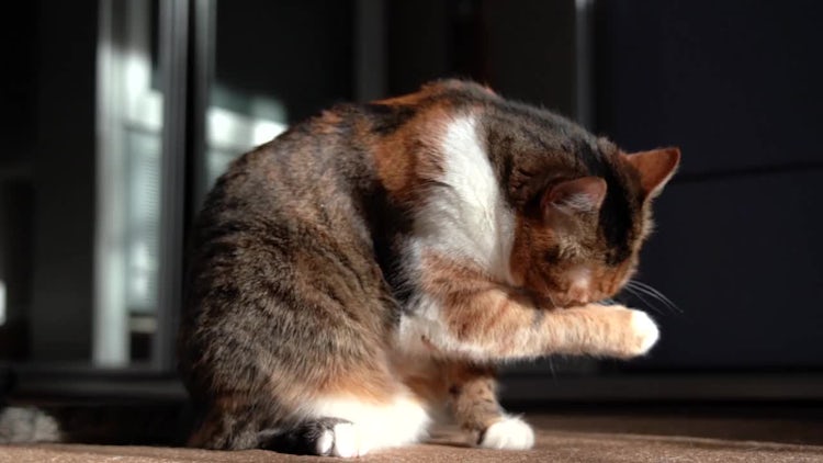 Cat Cleaning Itself - Stock Video | Motion Array