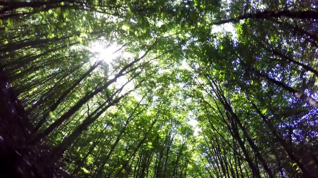 View Of The Trees - Stock Video | Motion Array