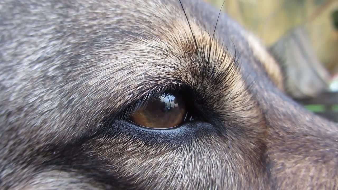 Dog's Eye Close-up - Stock Video | Motion Array