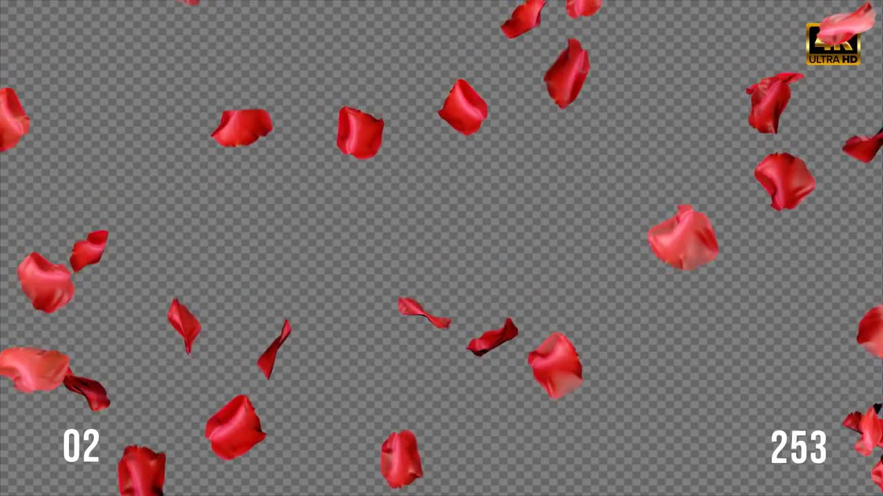 Rose Petal Pack 01 - Stock Motion Graphics | Motion Array