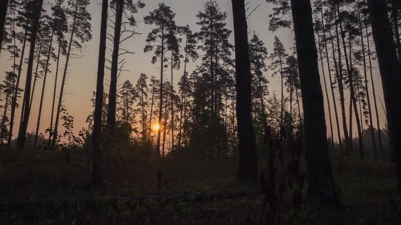 Dawn In Pine Forest - Stock Video | Motion Array